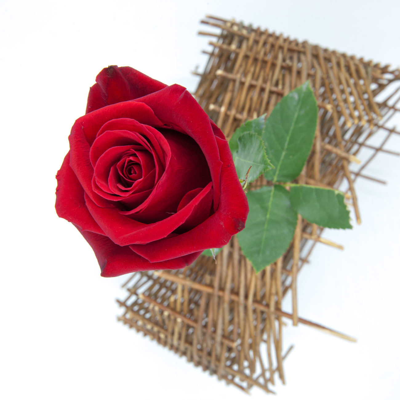 Rose rouge - le cadeau idéal - Fleuristes Raconnat