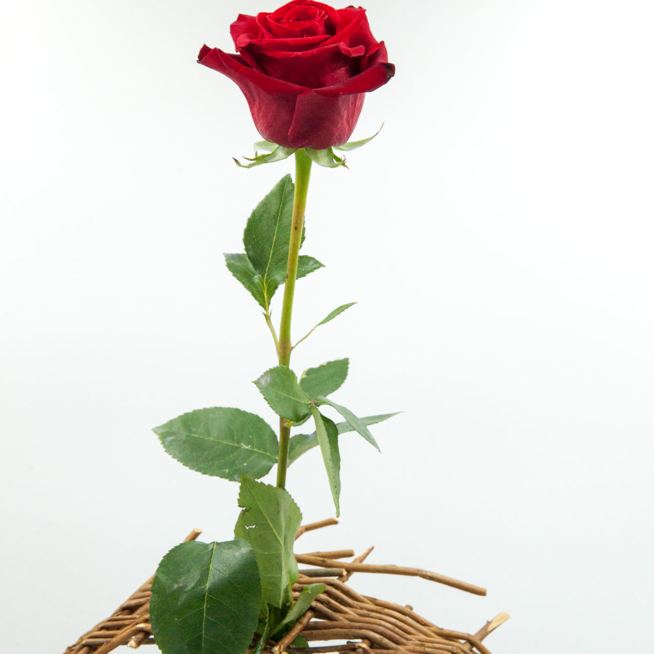 Rose rouge - le cadeau idéal - Fleuristes Raconnat